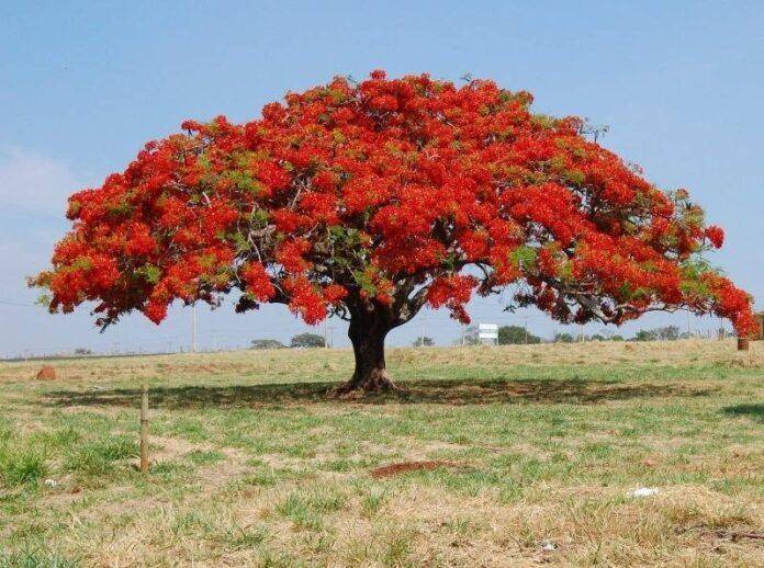 Flamboyán, el árbol rojizo de gran belleza - La Región Tamaulipas