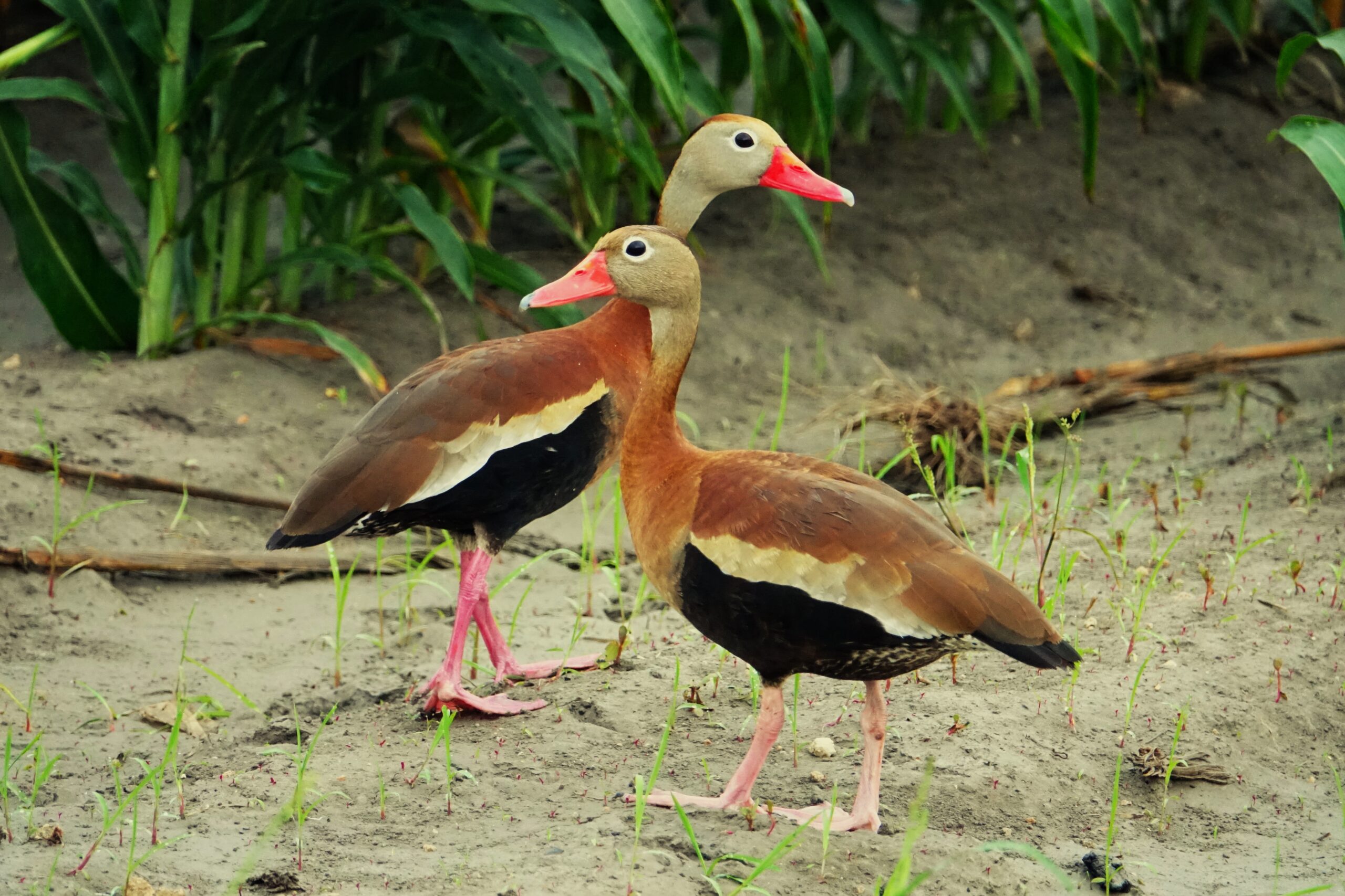¿Conoces el Pijije "alas blancas" habitante de Tamaulipas? - La Region ...