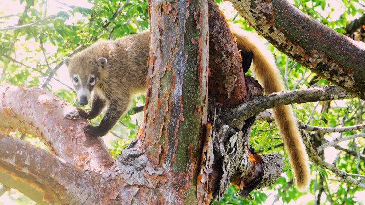 Coatí Nasua narica especie de la familia de los mapaches en Tamaulipas ...