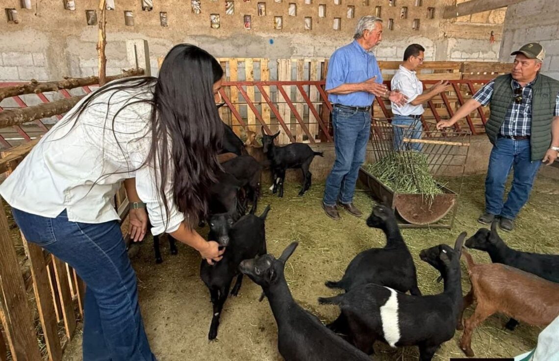 Destaca Tamaulipas con genética caprina de alto nivel en festival ...